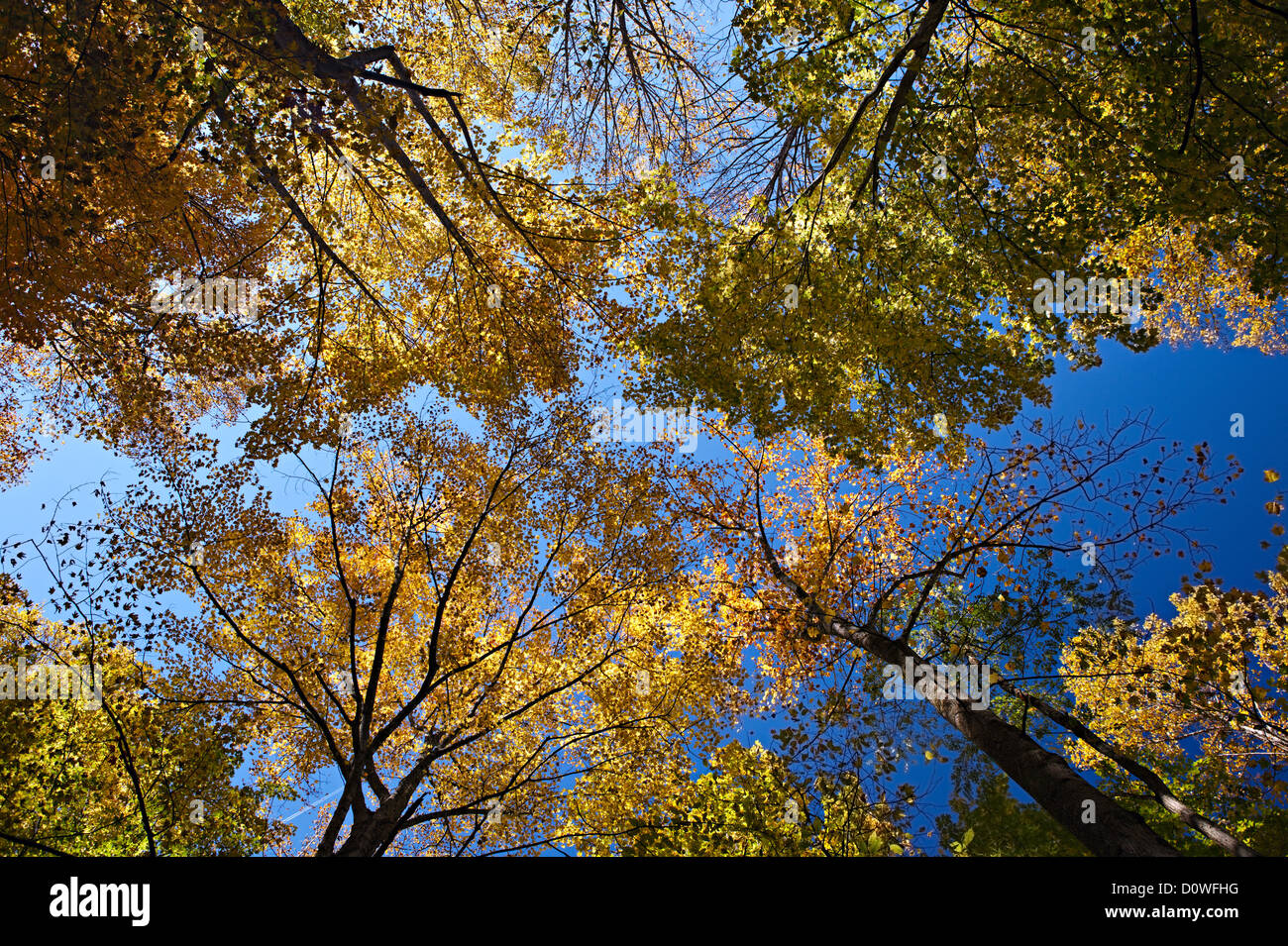 Bright autumn forest Stock Photo - Alamy