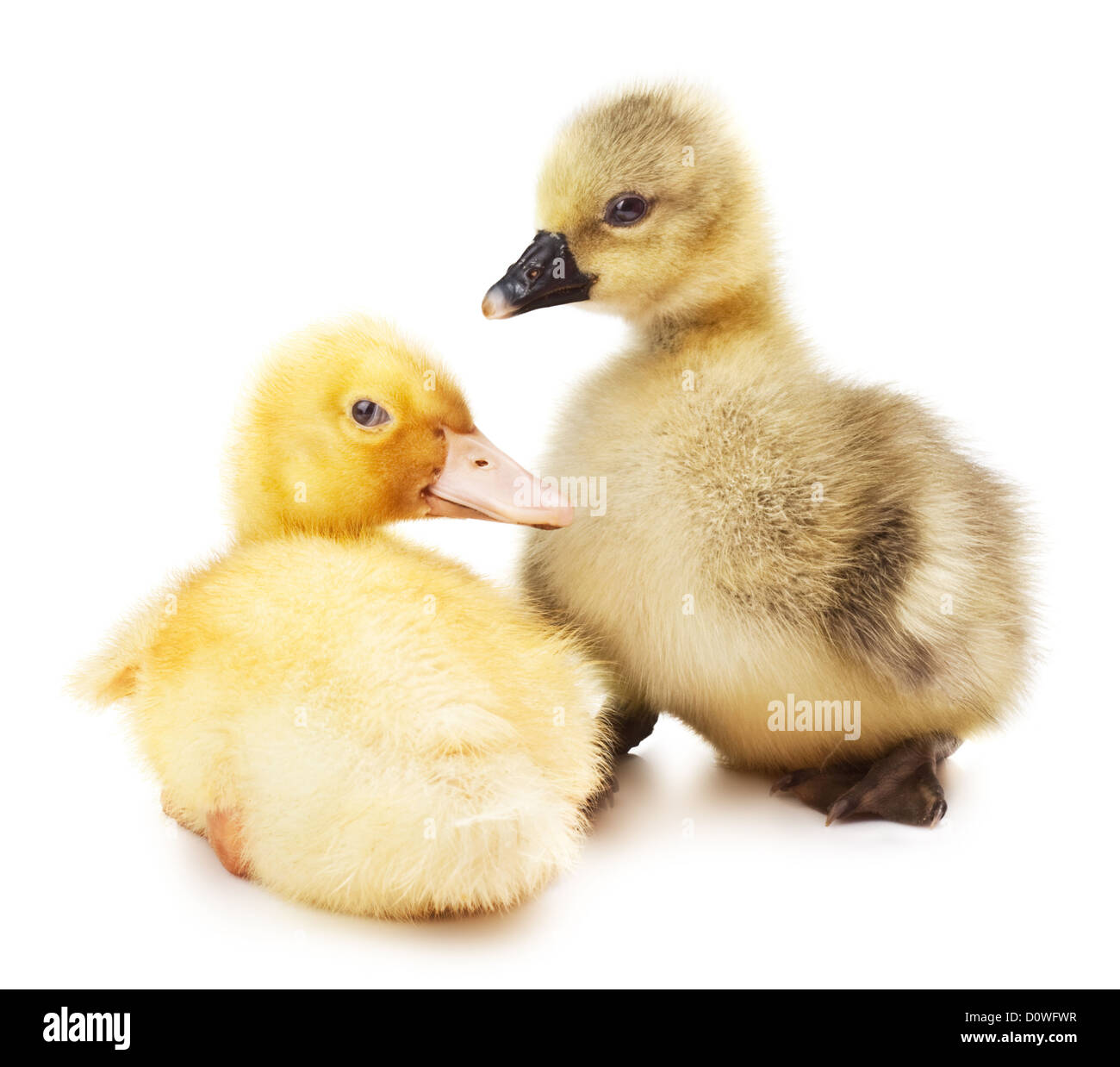 gosling and duckling Stock Photo - Alamy