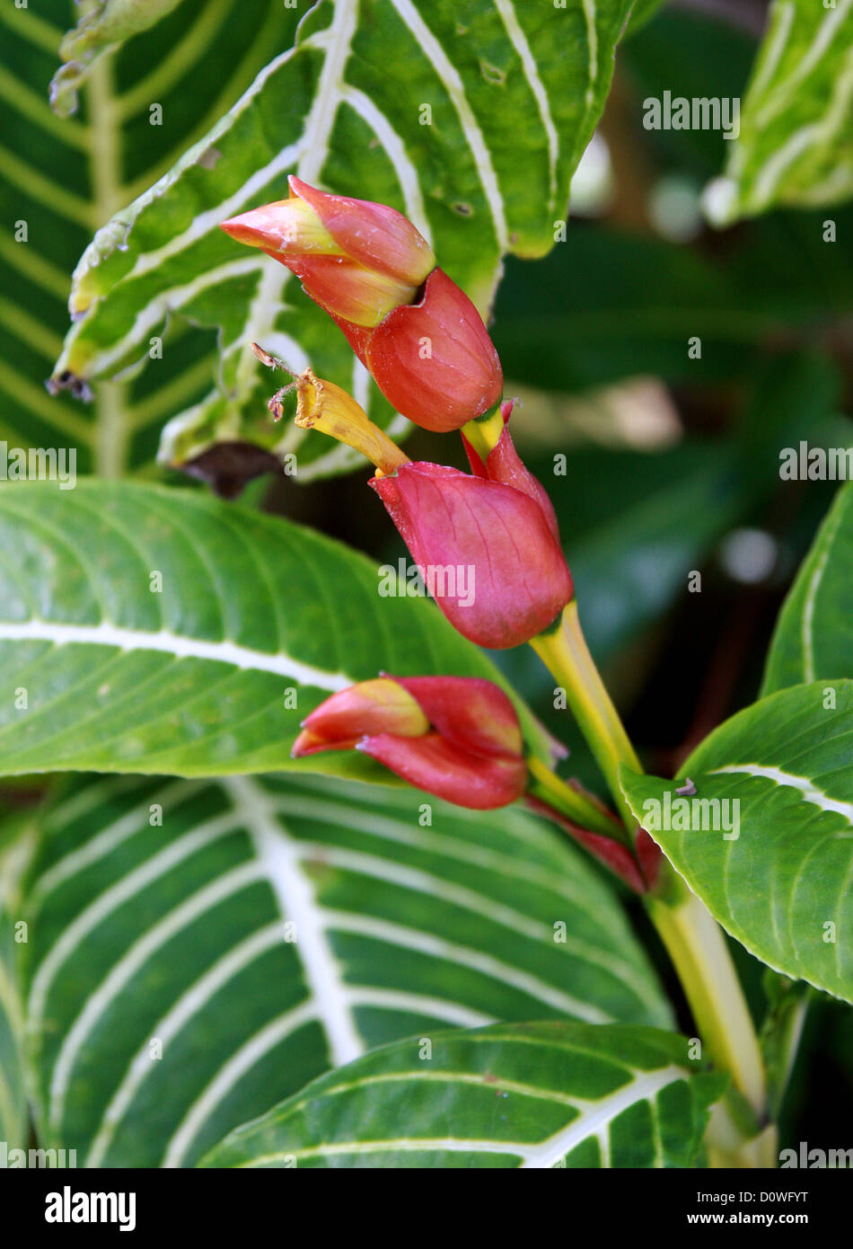Zebra plant hi-res stock photography and images - Alamy