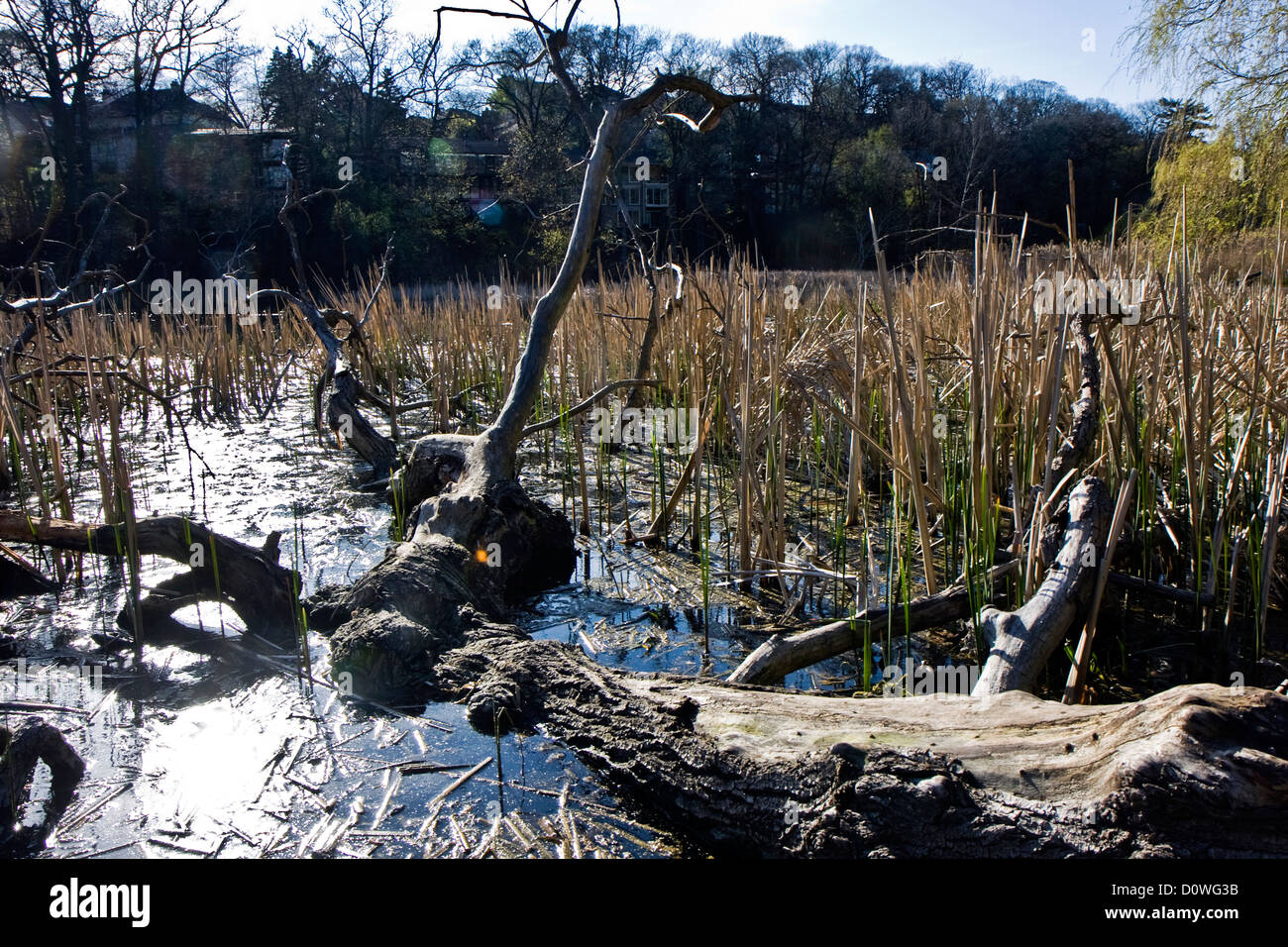Old swamp area in Toronto park Stock Photo - Alamy