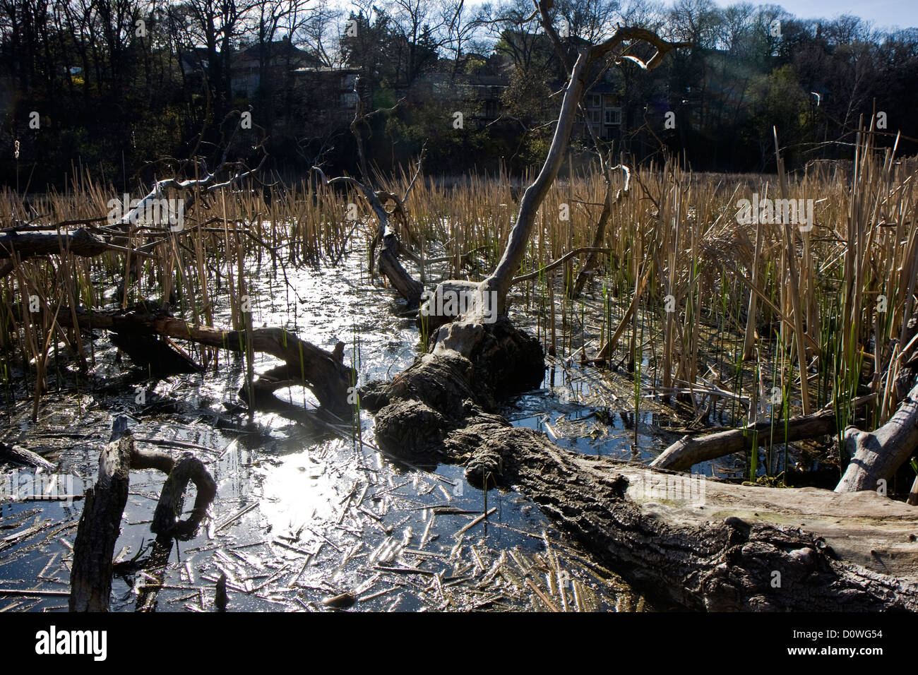 Old swamp area in Toronto park Stock Photo - Alamy