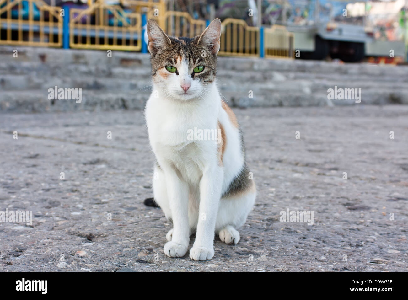 A stray cat Stock Photo - Alamy