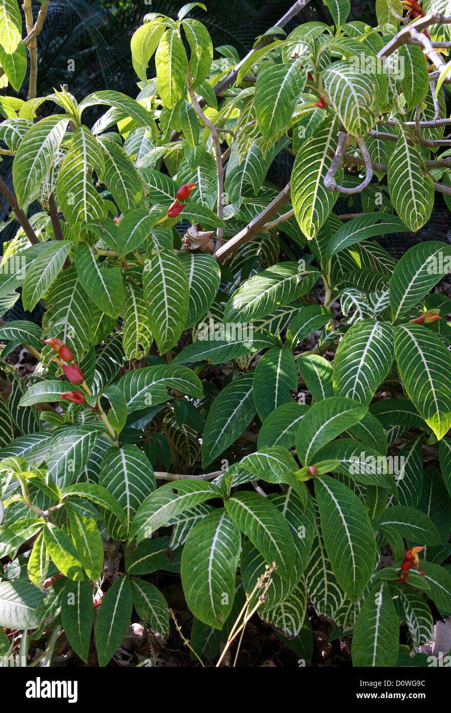 Sanchezia nobilis hi-res stock photography and images - Alamy