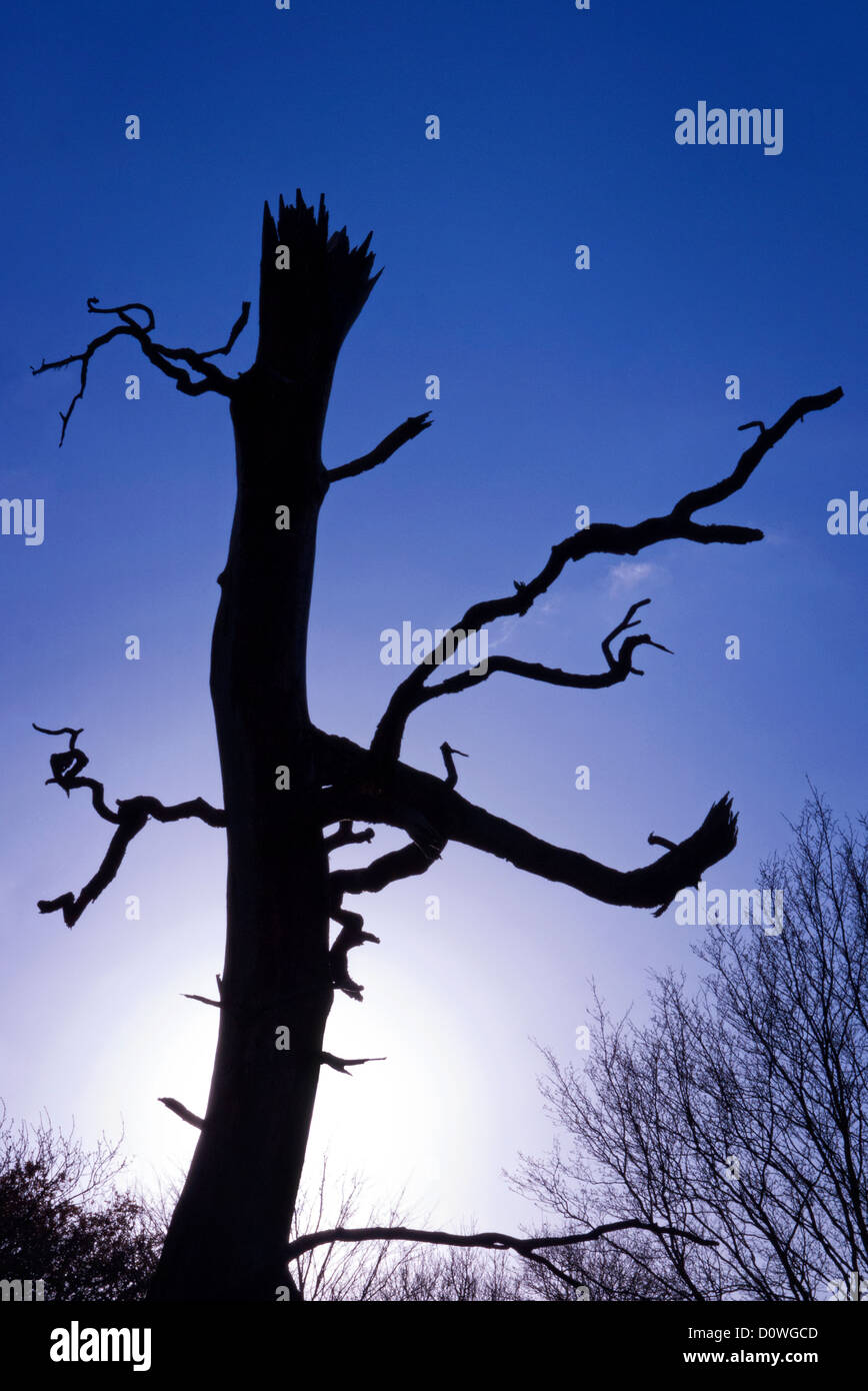 Dead timber hi-res stock photography and images - Alamy