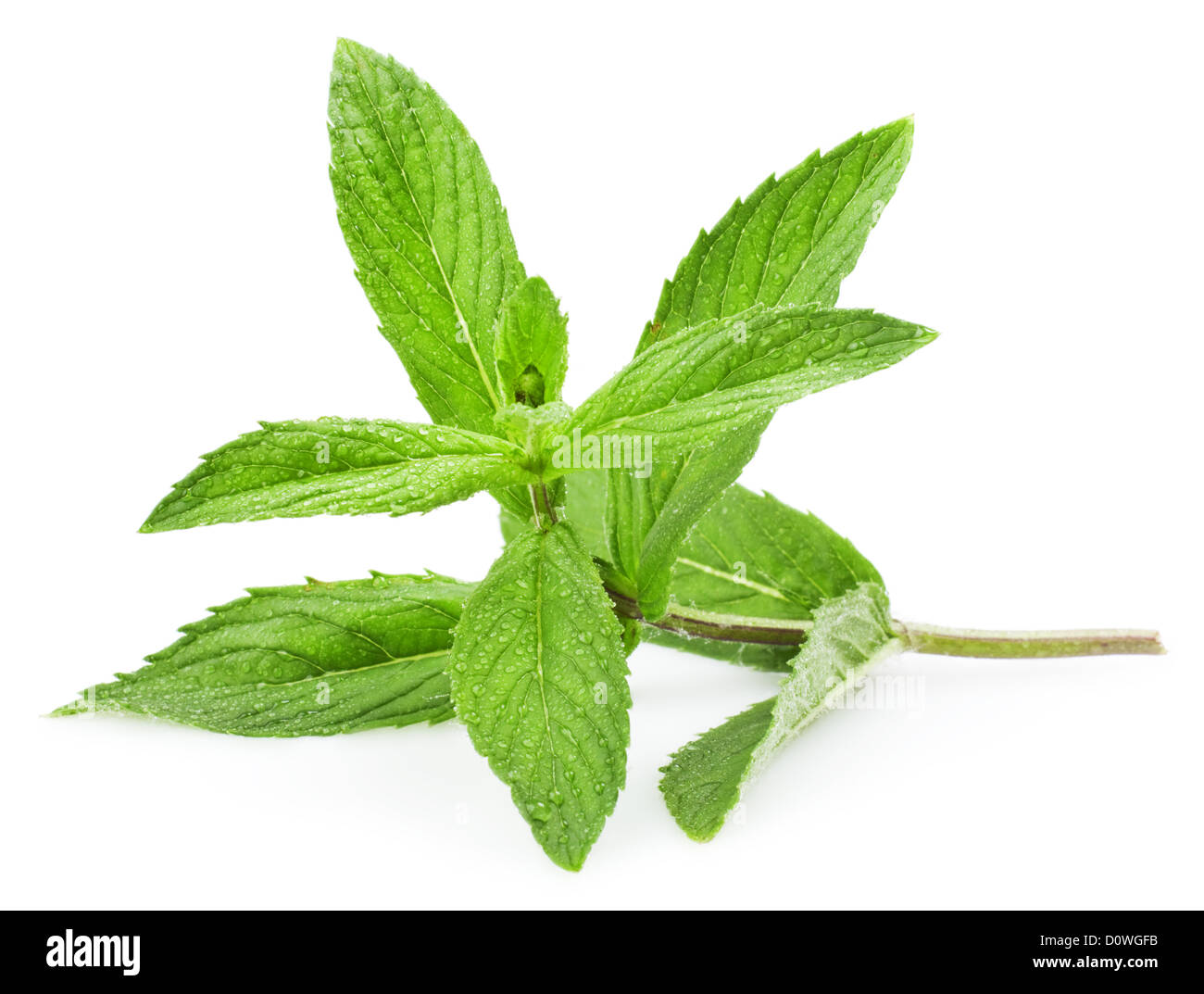 Mint green floral hi-res stock photography and images - Alamy