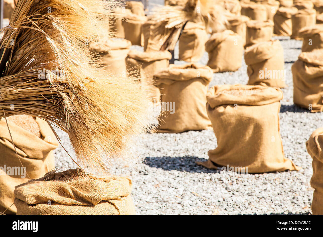Wheat sacks during a sunny day in a warm summer season Stock Photo - Alamy