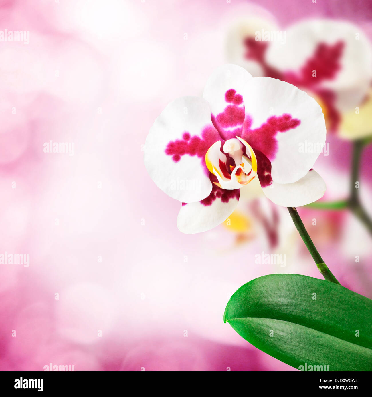 Orchid flower border design hi-res stock photography and images - Alamy
