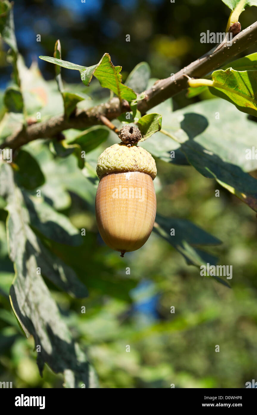 Acorn crop hi-res stock photography and images - Alamy