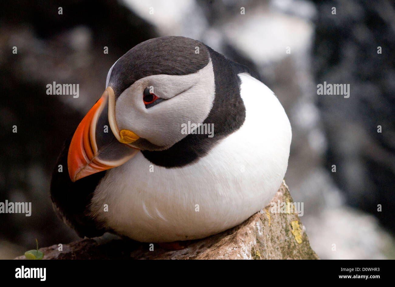 Birdlife on the Latrabjarg cliffs in Northern Iceland, home to a vast ...
