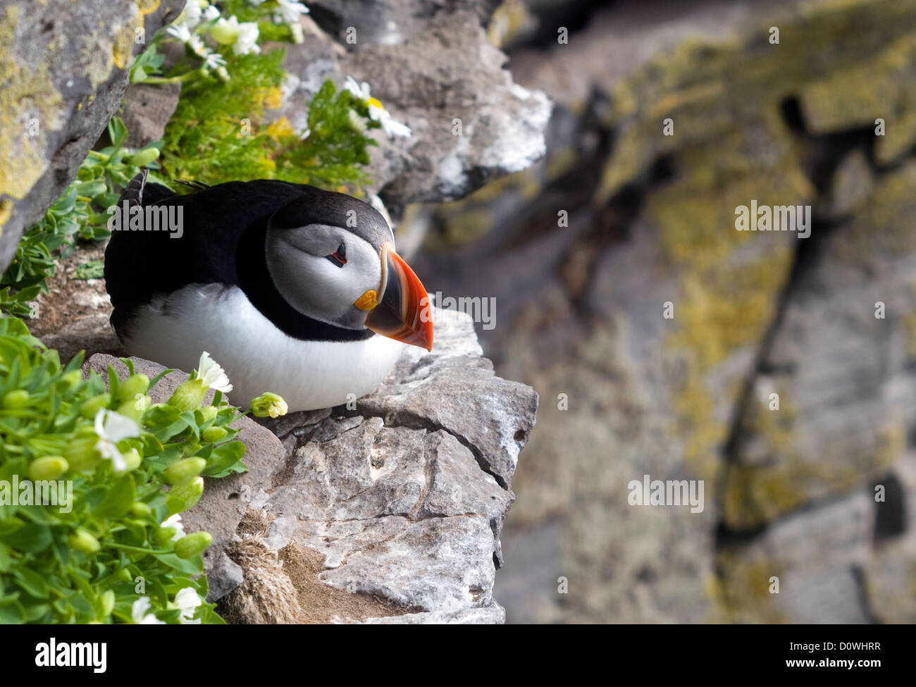 Birdlife on the Latrabjarg cliffs in Northern Iceland, home to a vast ...