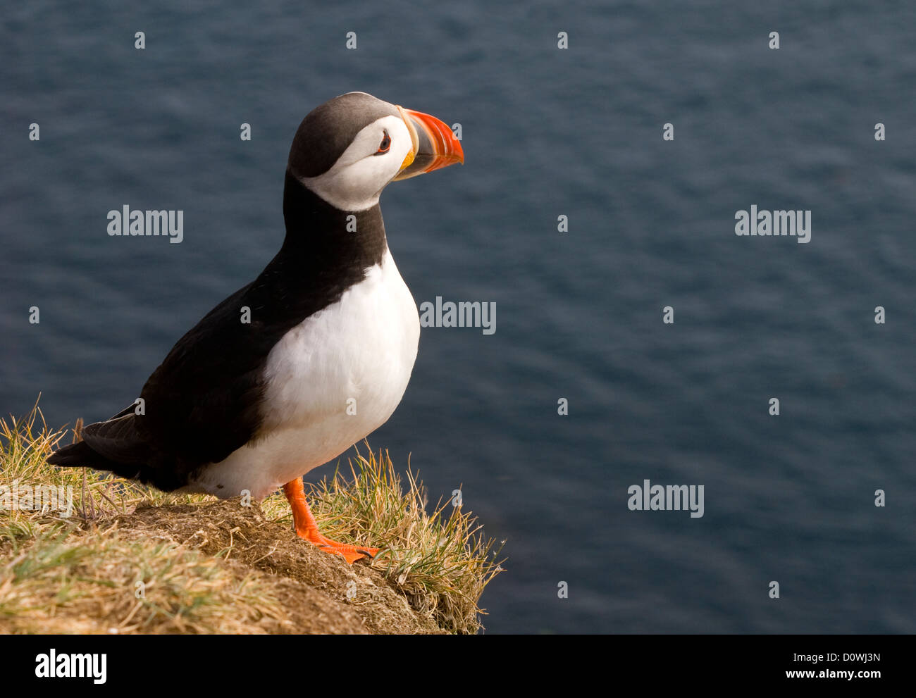 Birdlife on the Latrabjarg cliffs in Northern Iceland, home to a vast ...