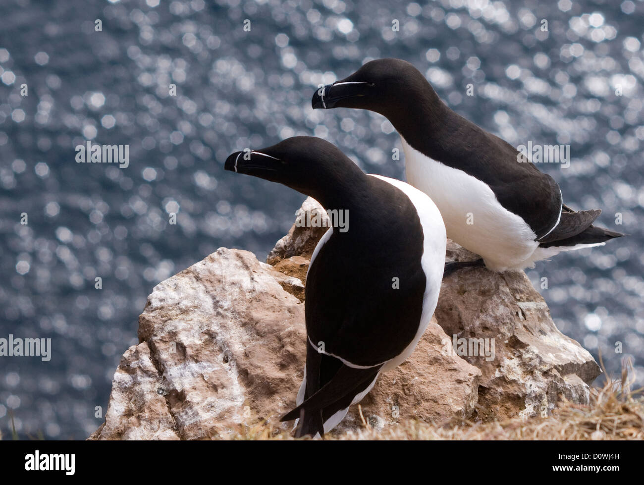 Birdlife on the Latrabjarg cliffs in Northern Iceland, home to a vast ...