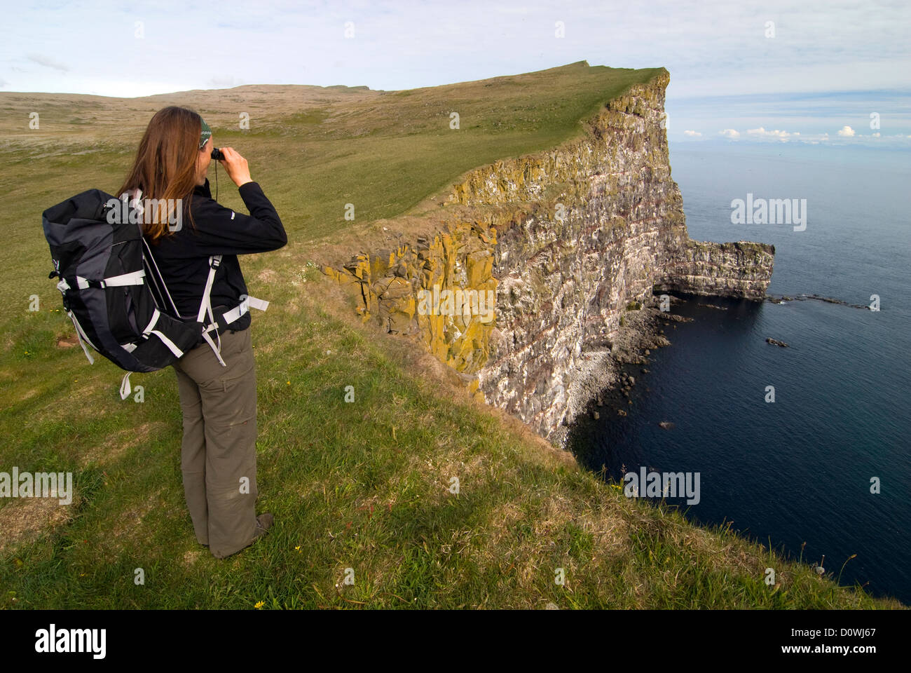 Birdlife on the Latrabjarg cliffs in Northern Iceland, home to a vast ...