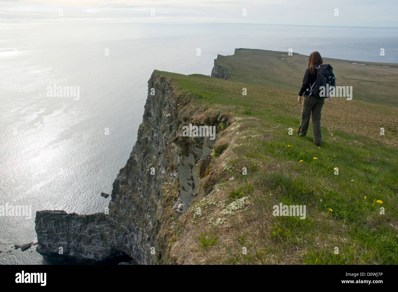 Birdlife on the Latrabjarg cliffs in Northern Iceland, home to a vast ...