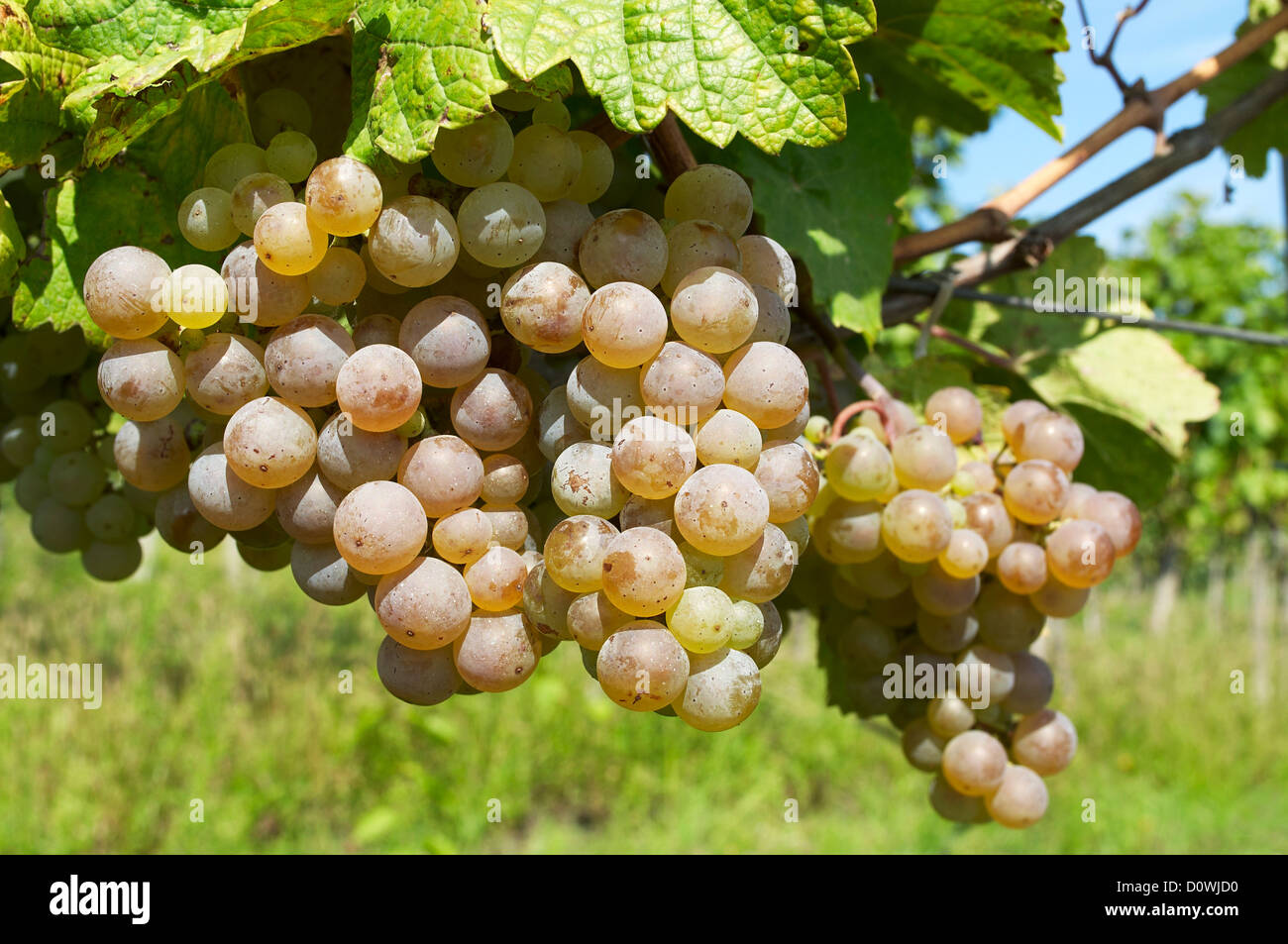 Ripe grape in sunshine Stock Photo - Alamy