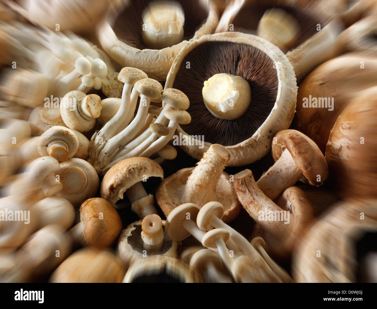 Fresh mixed whole wild , field, chestnut & Chinese mushrooms Stock ...