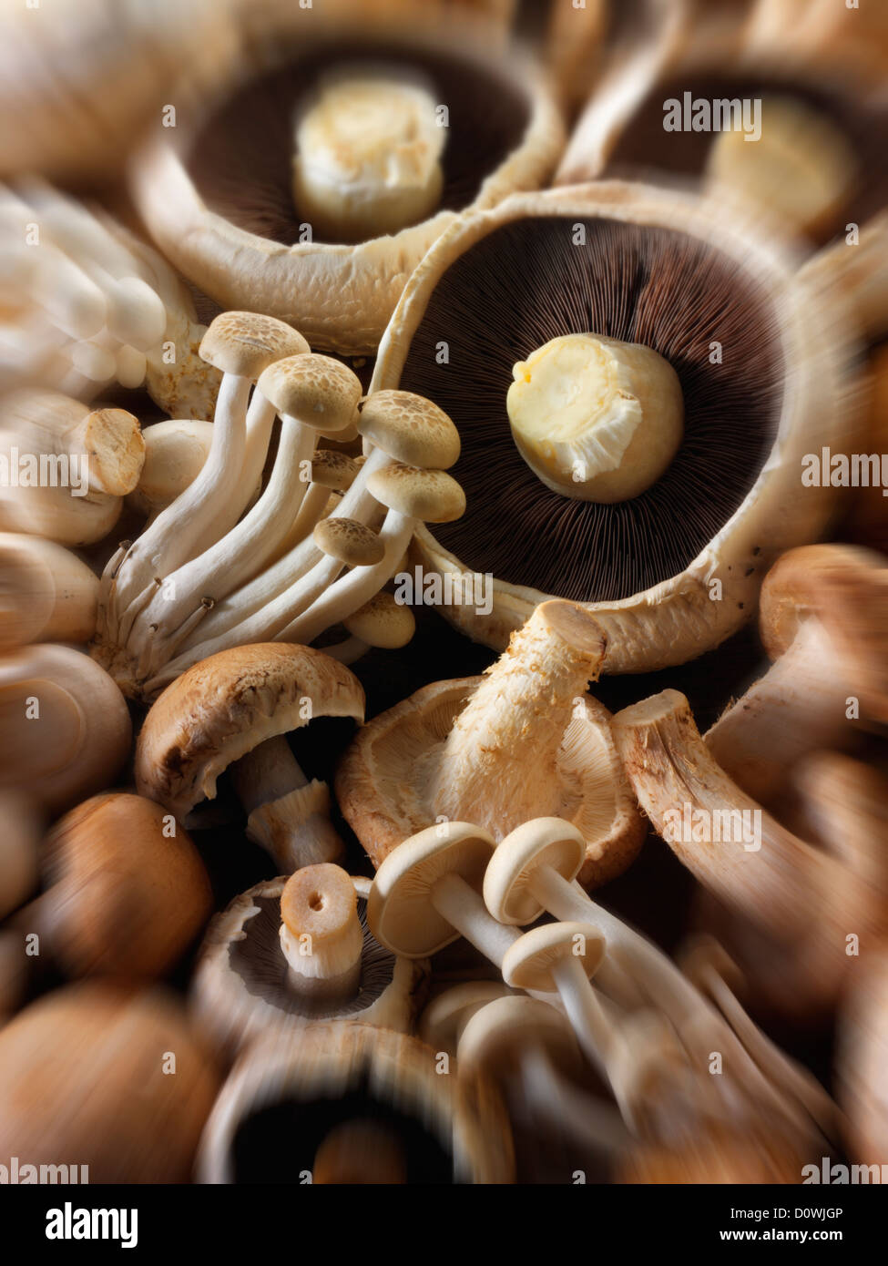 Whole mushrooms hi-res stock photography and images - Alamy