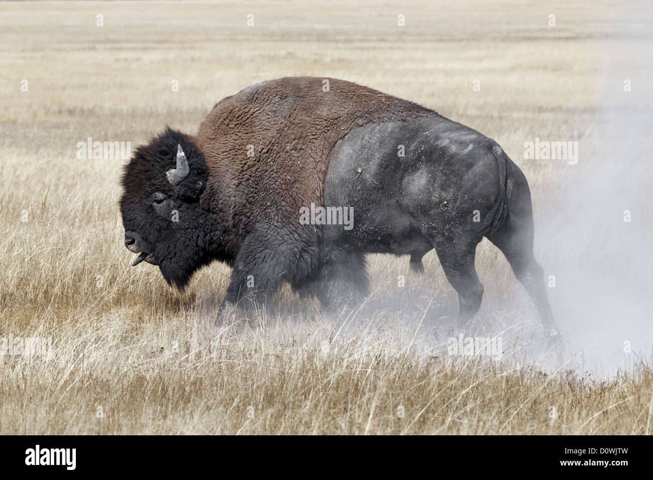 American Bison - an alpha male dusting basin during the annual rut ...
