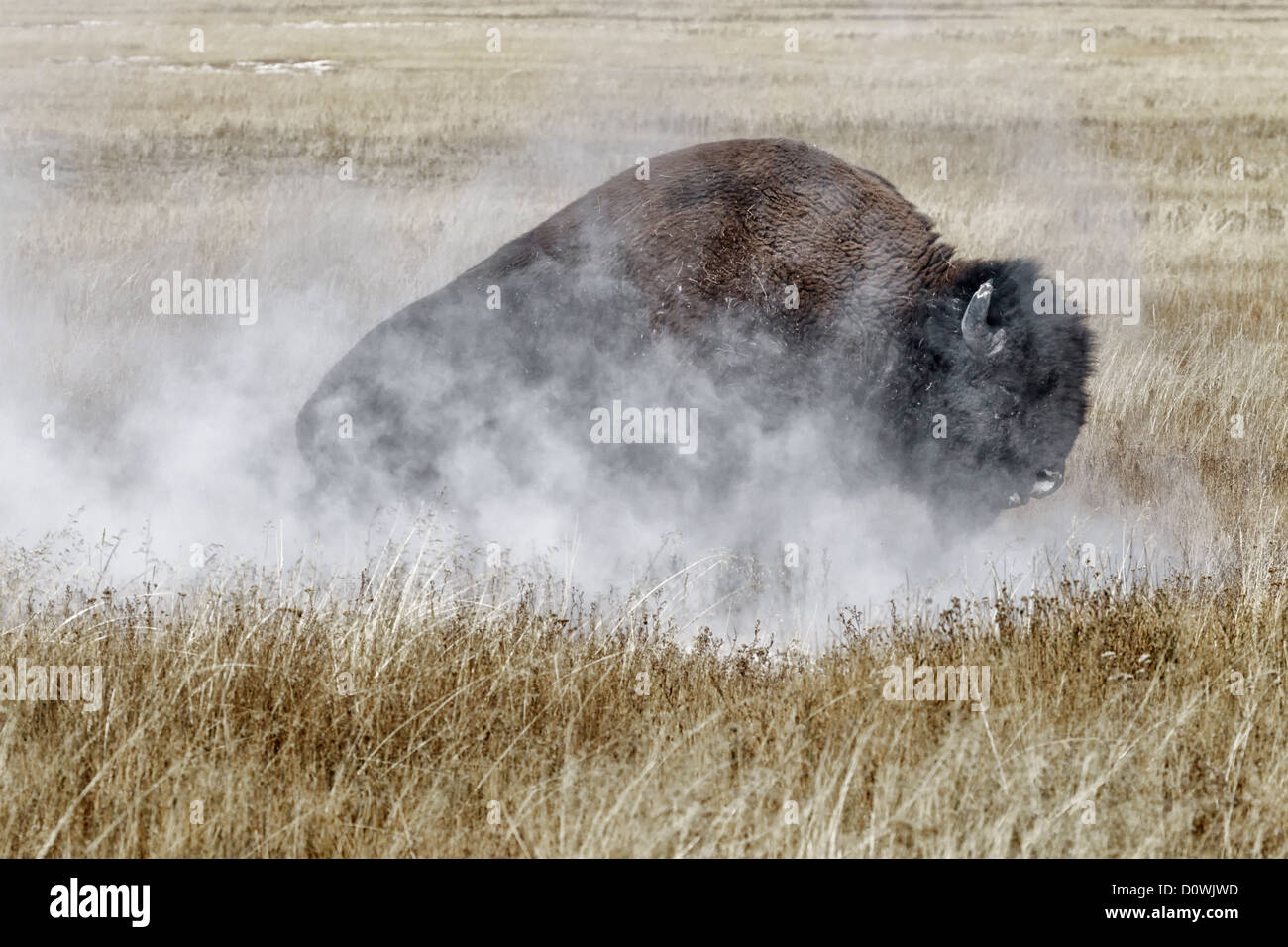 American Bison - an alpha male dusting basin during the annual rut ...