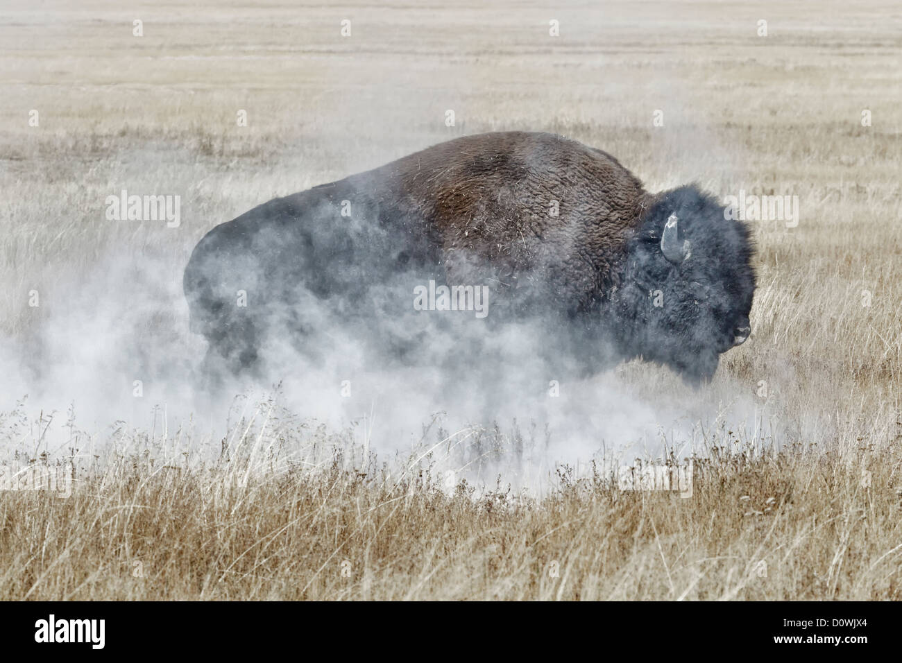 American Bison - an alpha male dusting basin during the annual rut ...