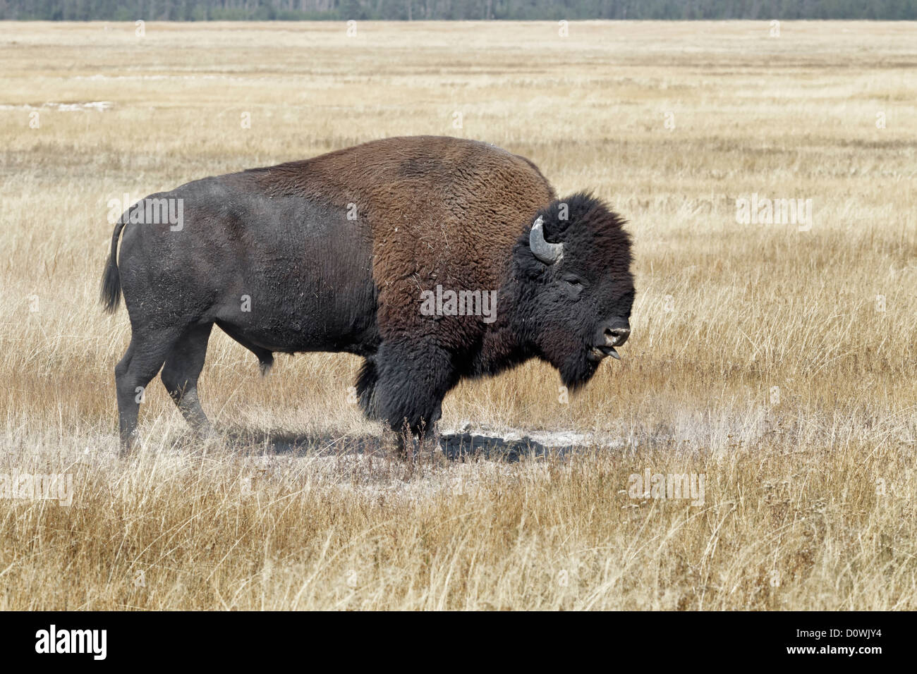 American Bison - an alpha male standing in it's dust basin during the ...