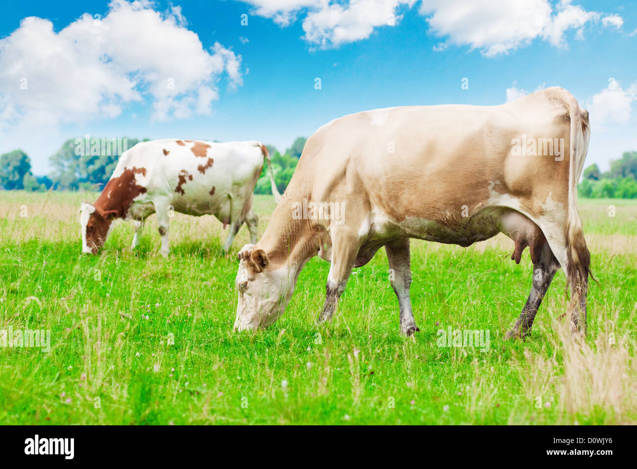 Group black white cows hi-res stock photography and images - Alamy