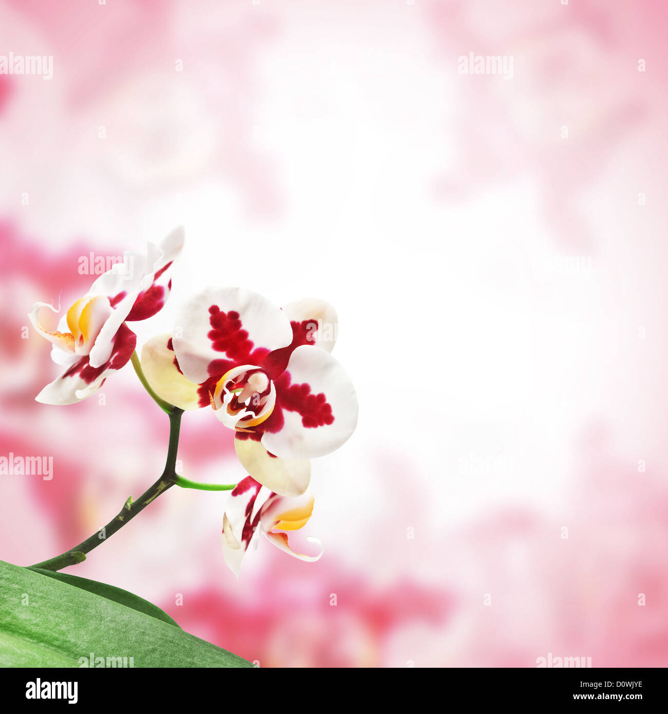 Orchid flower border design hi-res stock photography and images - Alamy