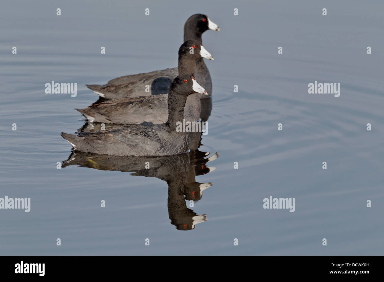Three american coots hi-res stock photography and images - Alamy