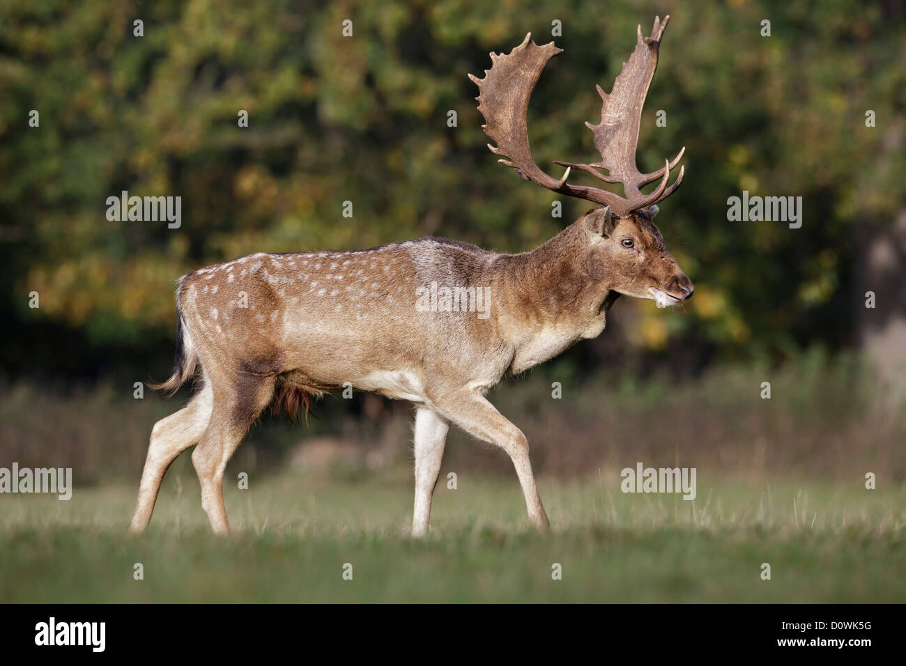 Adult mature Fallow Deer Buck walking Stock Photo - Alamy