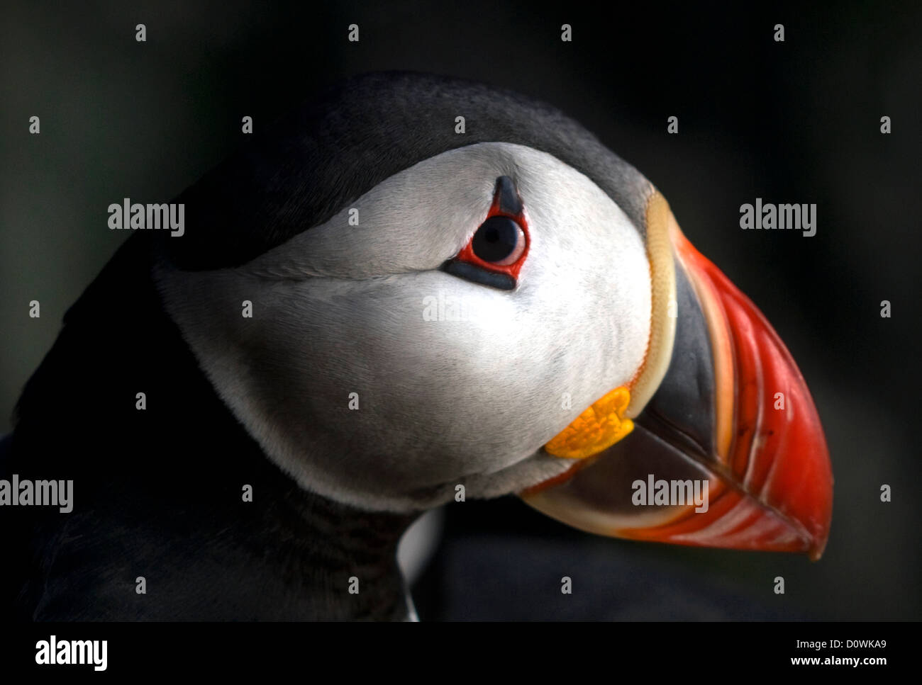 Birdlife on the Latrabjarg cliffs in Northern Iceland, home to a vast ...