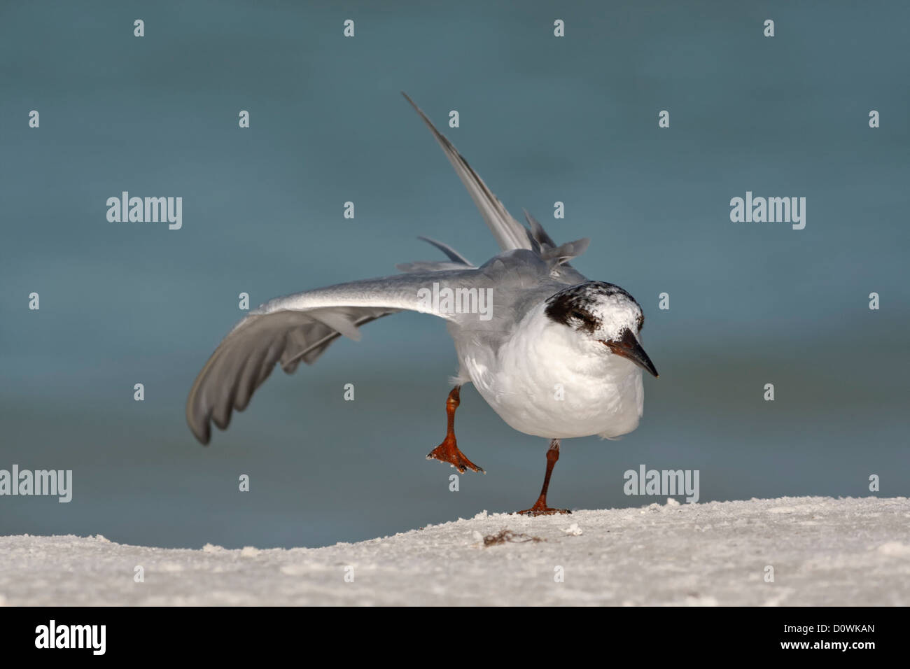 Stretching wings hi-res stock photography and images - Alamy