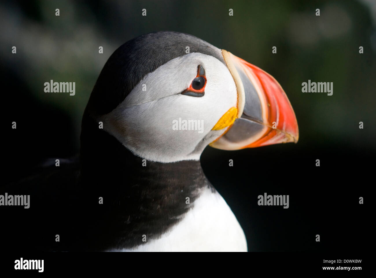 Iceland birdlife hi-res stock photography and images - Alamy