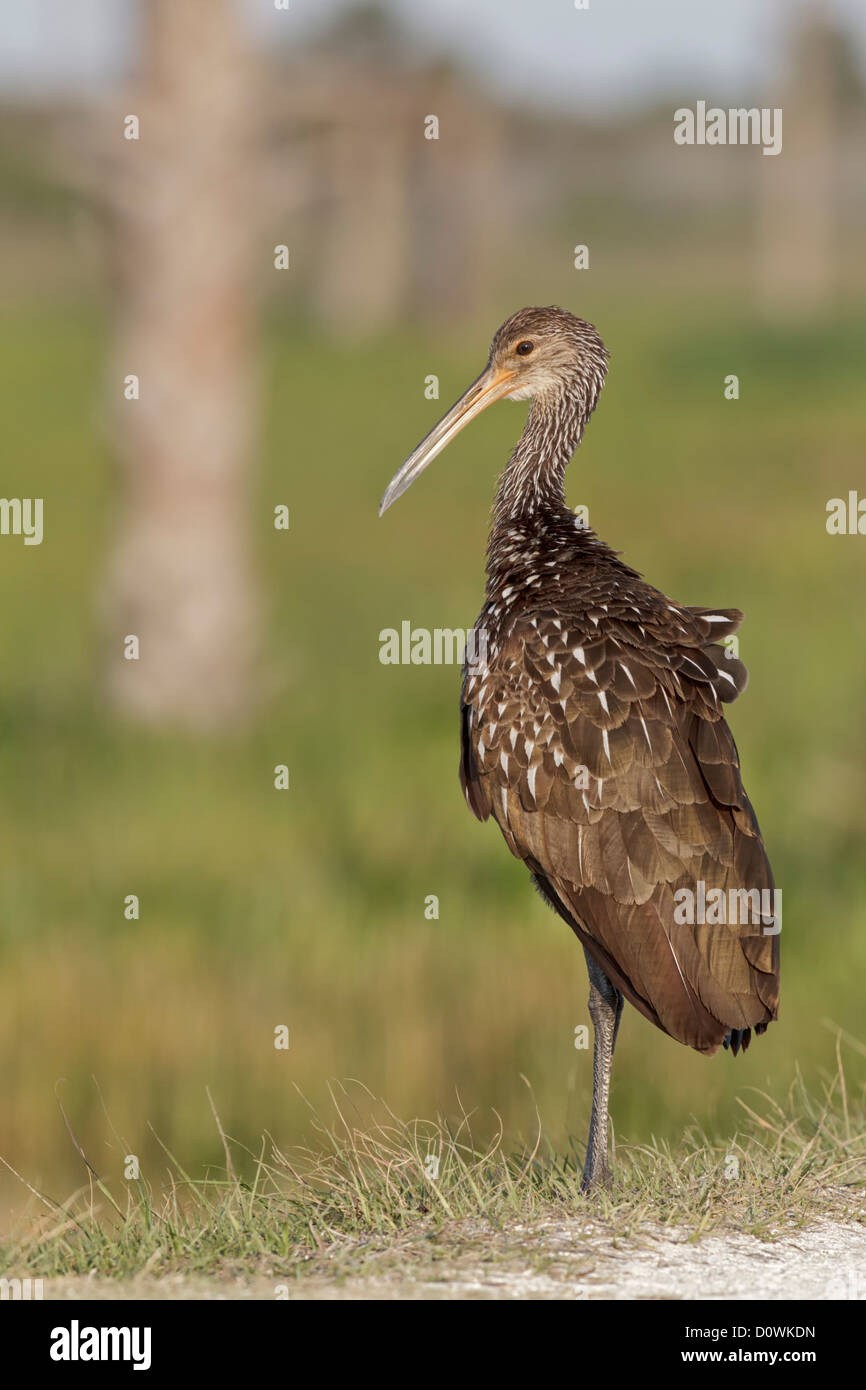 Limpkin in wetland habitat Stock Photo - Alamy