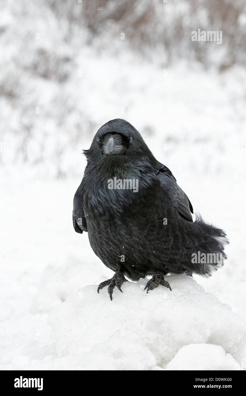 Raven in snow shower Stock Photo - Alamy