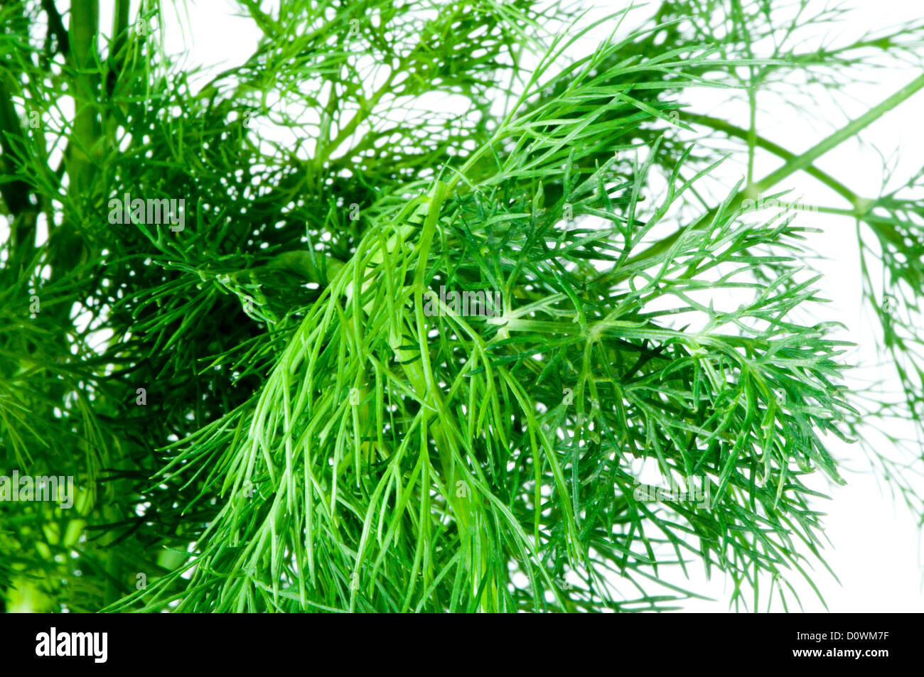 Fresh green dill close up Stock Photo - Alamy