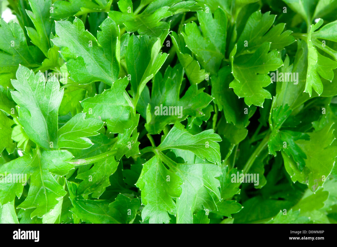 Fresh green parsley background Stock Photo - Alamy