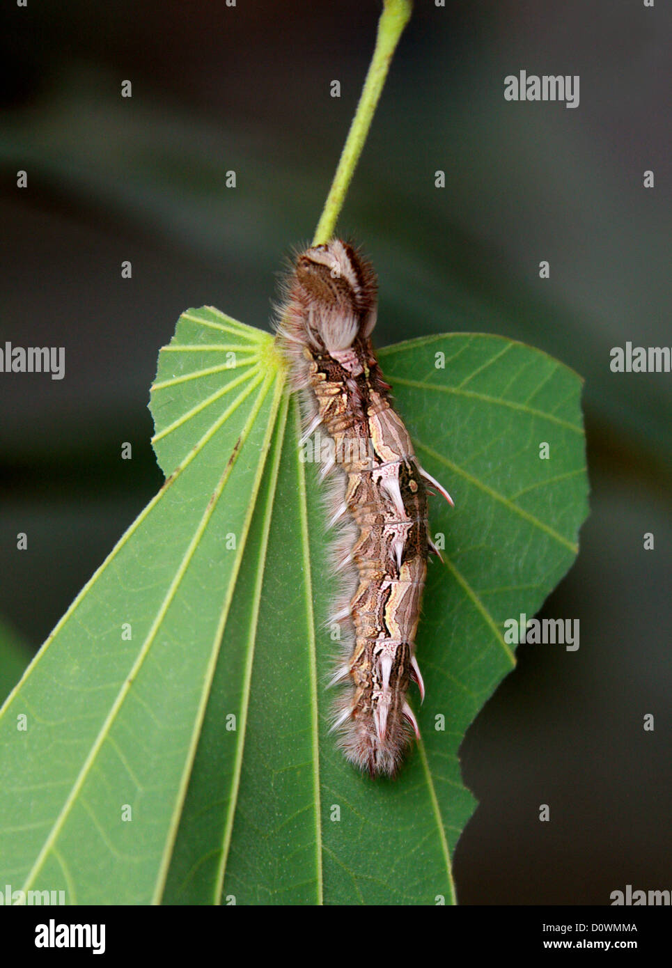 Blue Morpho Butterfly Caterpillar, Morpho peleides, Nymphalidae. South ...