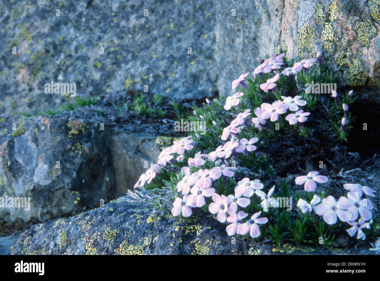 Spreading phlox phlox diffusa hi-res stock photography and images - Alamy