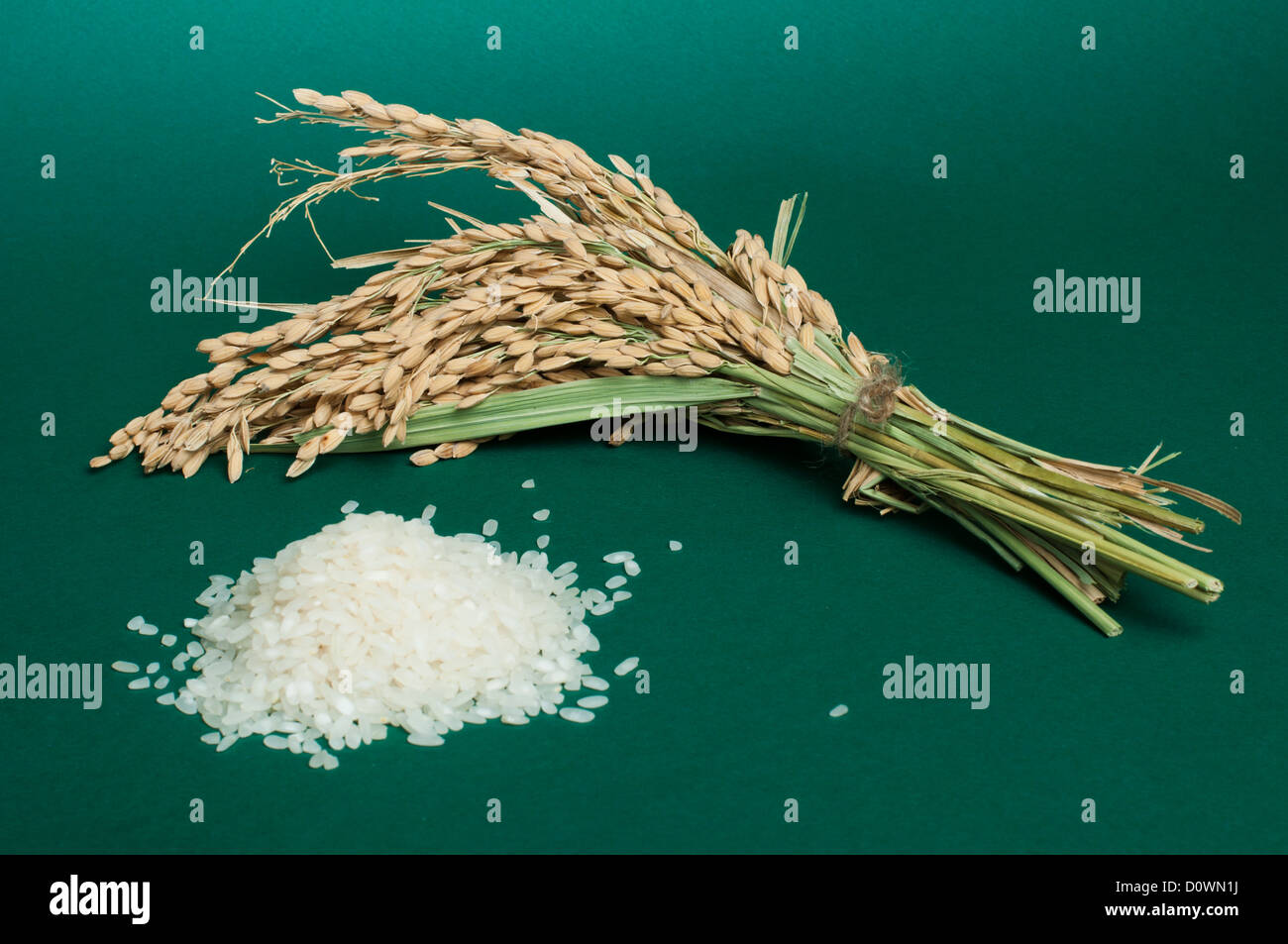 Rice baldo on green background.Rice branch Stock Photo - Alamy