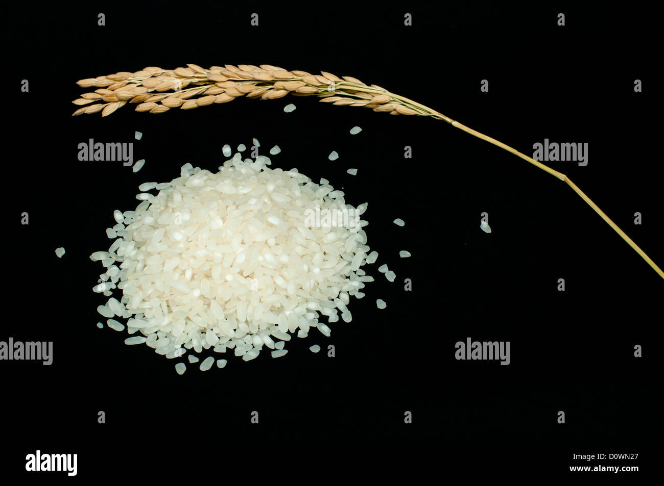 Rice baldo on black background.Rice branch Stock Photo - Alamy