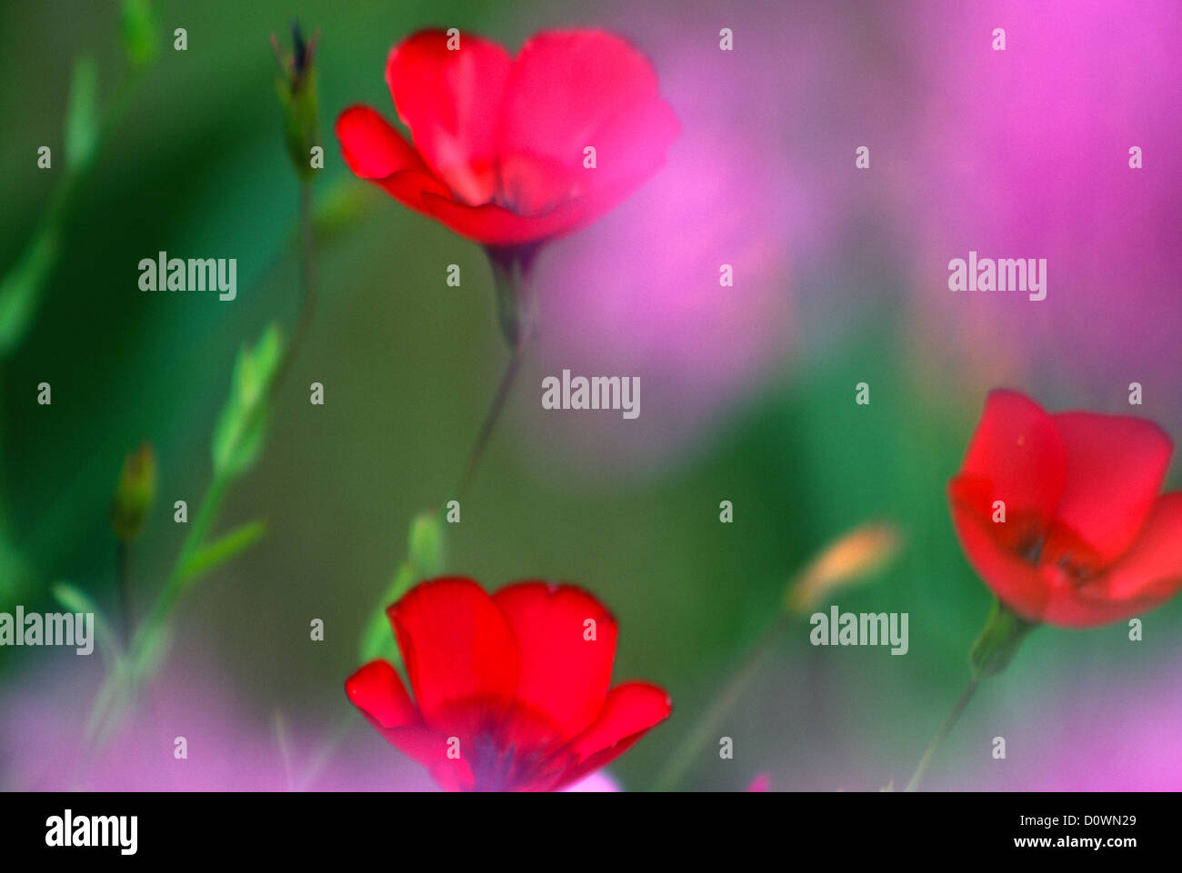 Long stem red poppy hi-res stock photography and images - Alamy