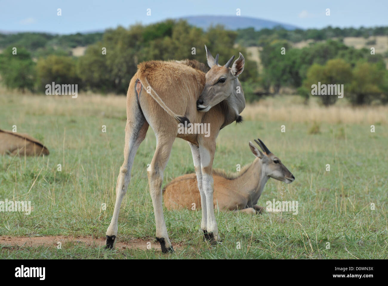 Wild animals roaming freely in Zebula game reserve in South Africa ...