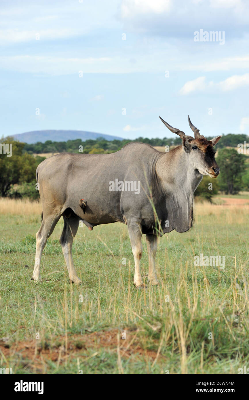 Wild animals roaming freely in Zebula game reserve in South Africa ...