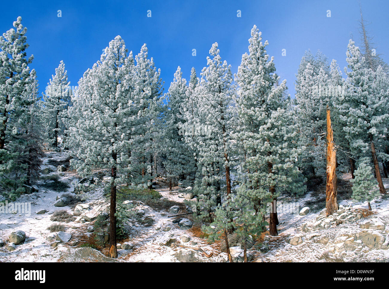 Snow on Trees Stock Photo - Alamy