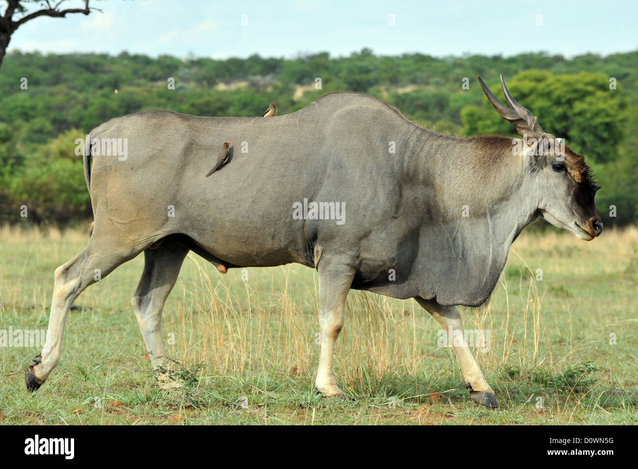 Wild animals roaming freely in Zebula game reserve in South Africa ...