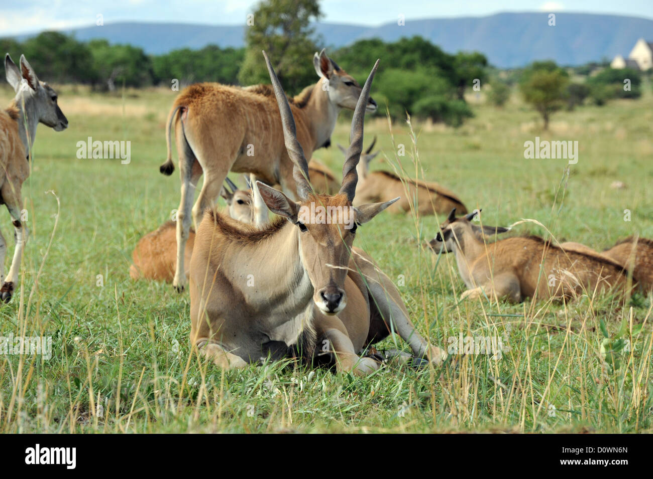 Wild animals roaming freely in Zebula game reserve in South Africa ...