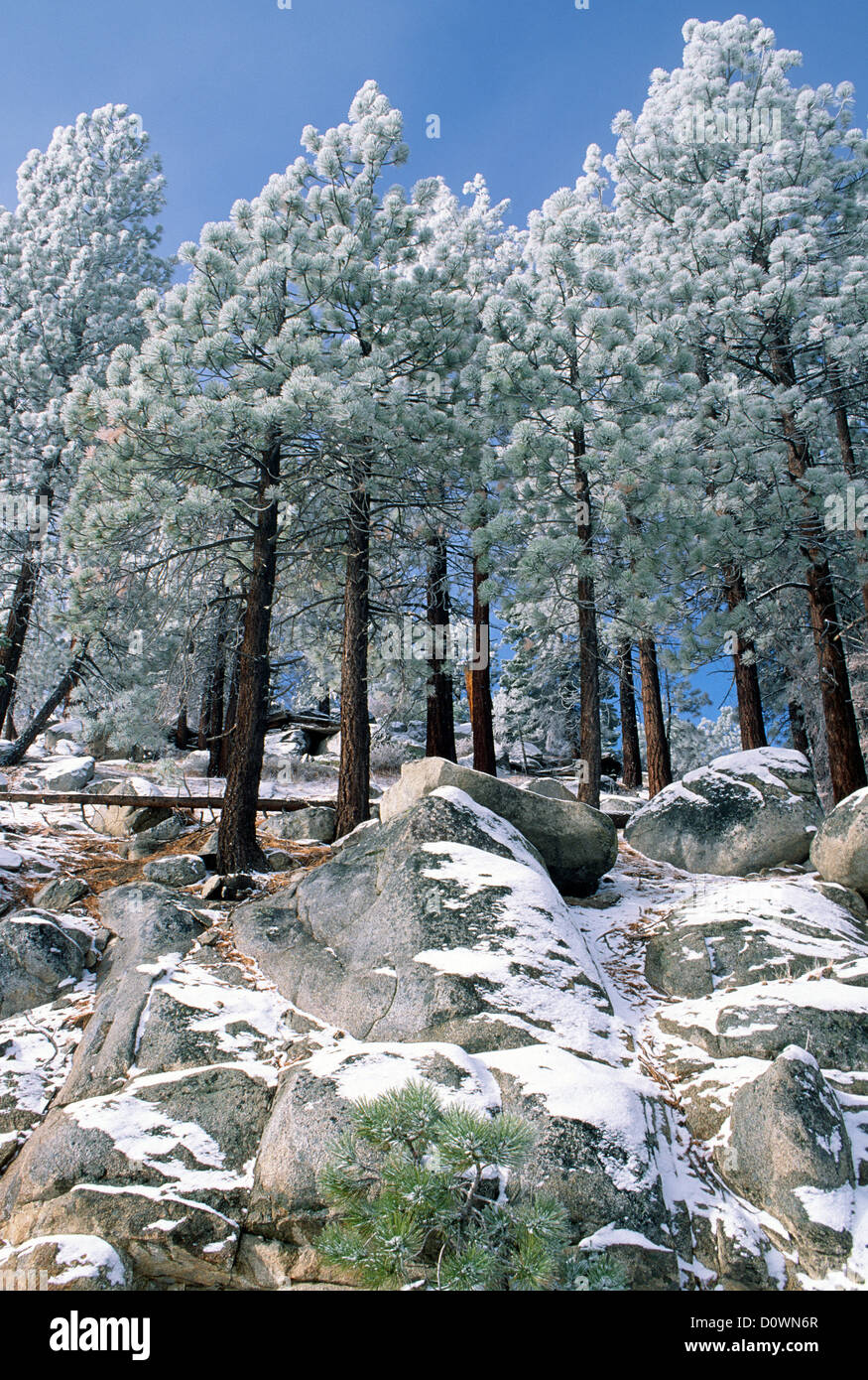 Snow on Trees Stock Photo - Alamy