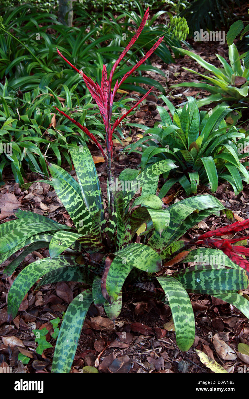 Vriesea glutinosa High Resolution Stock Photography and Images - Alamy