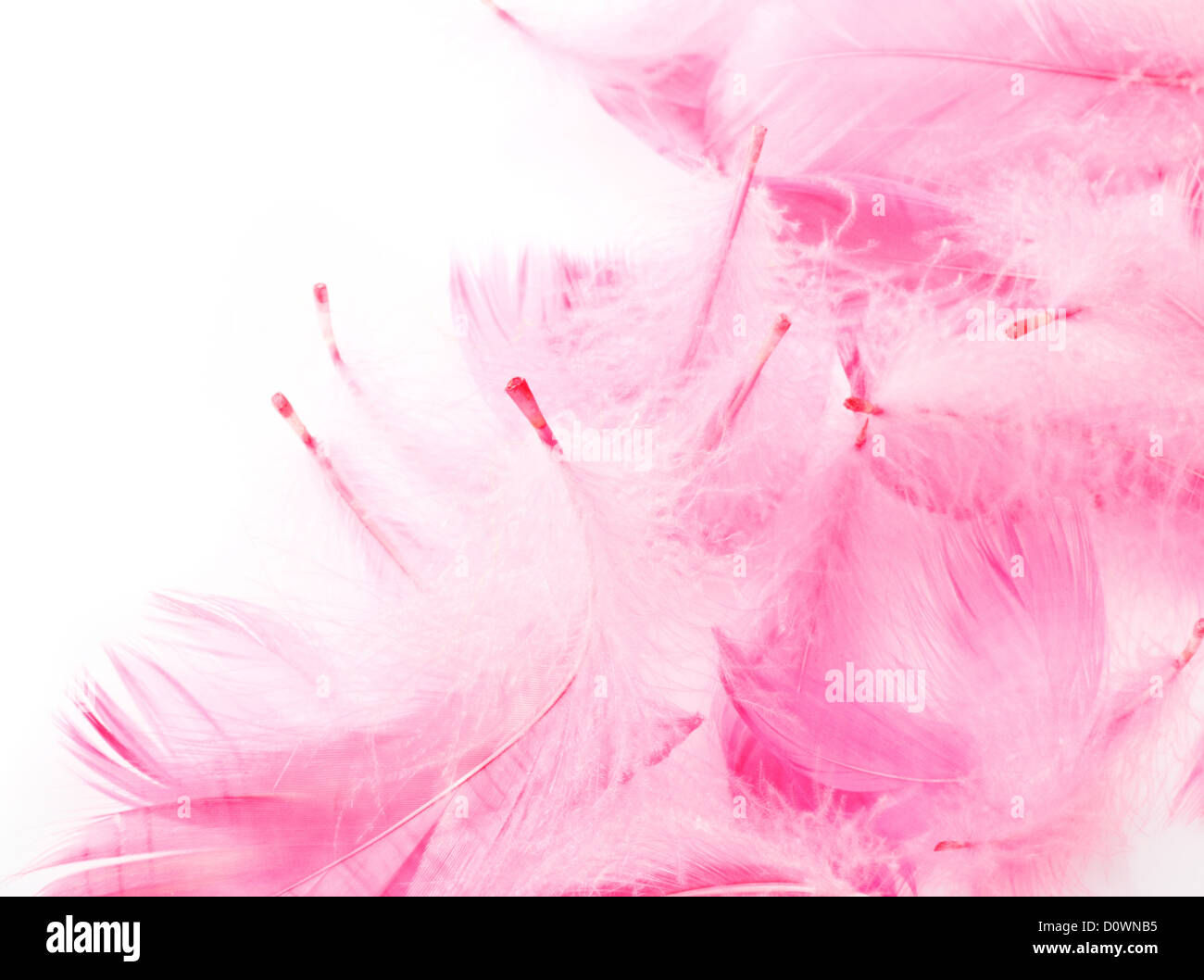 Pink boa hi-res stock photography and images - Alamy