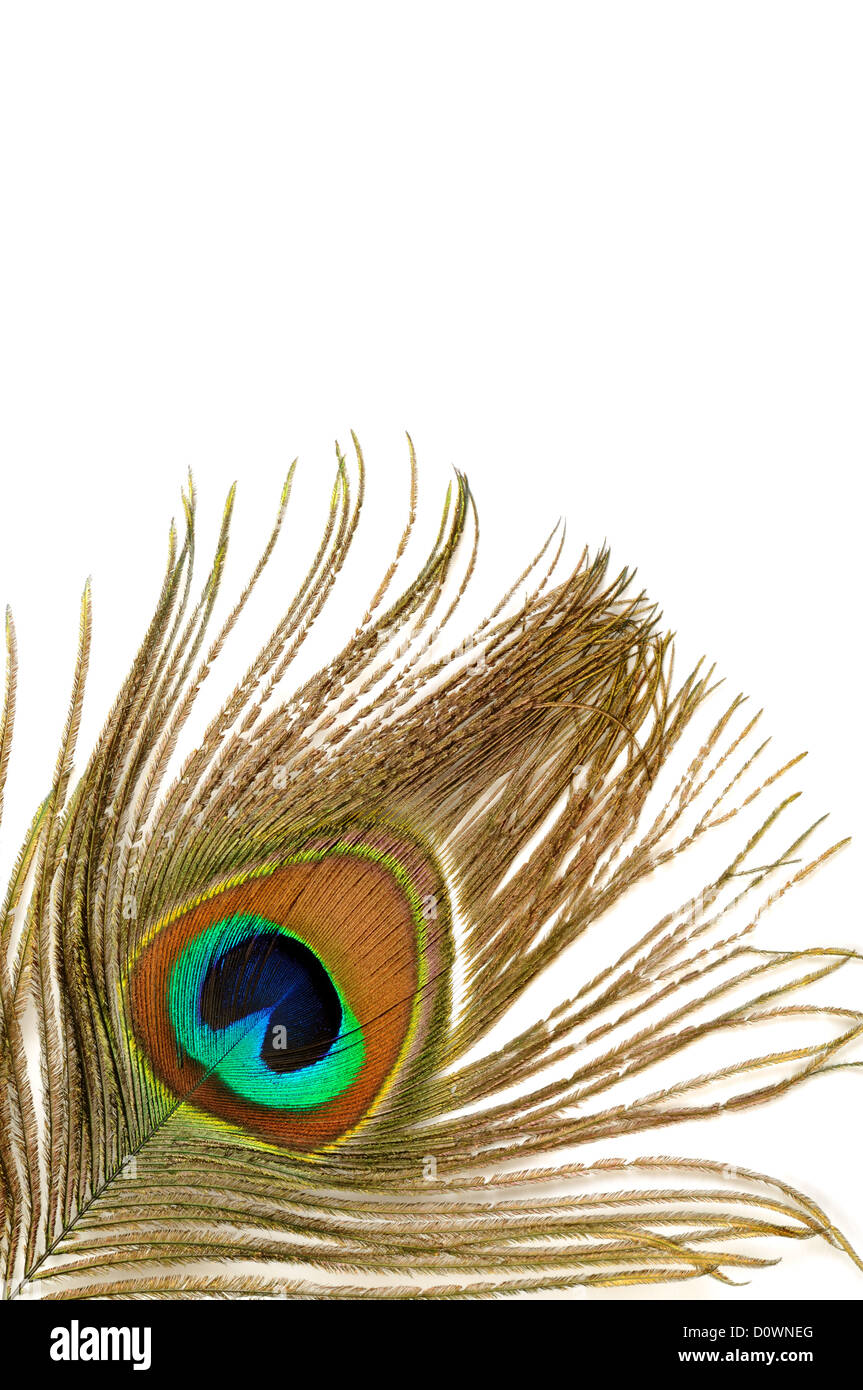 One peacock feather hi-res stock photography and images - Alamy